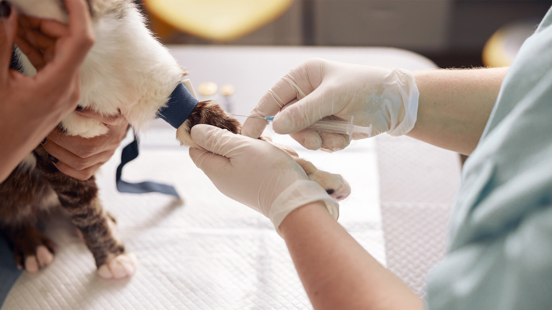 Rase Veterinary Nursing College – Lincolnshire’s first veterinary nurse ...